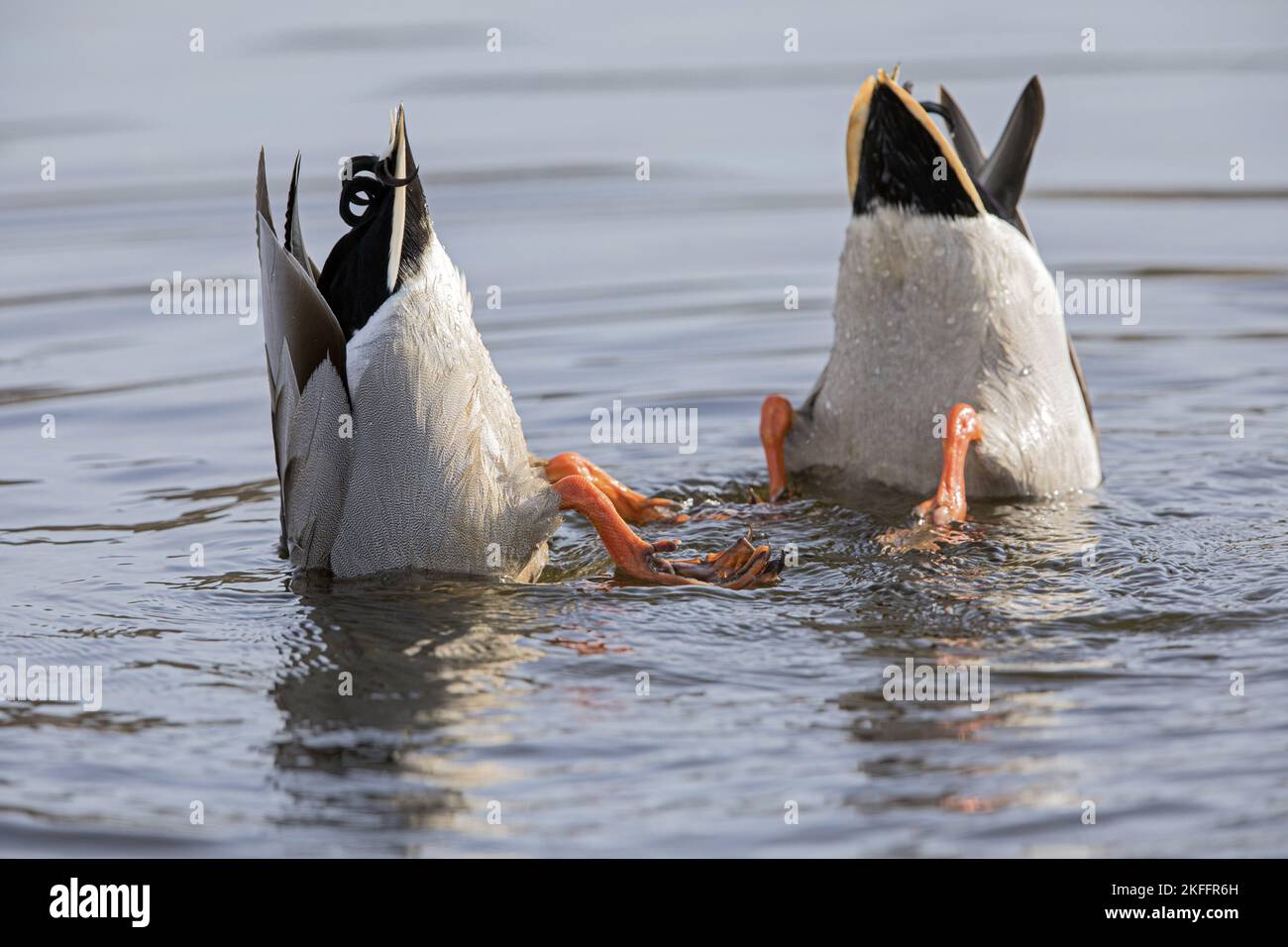 Swimming mallards hi-res stock photography and images - Alamy