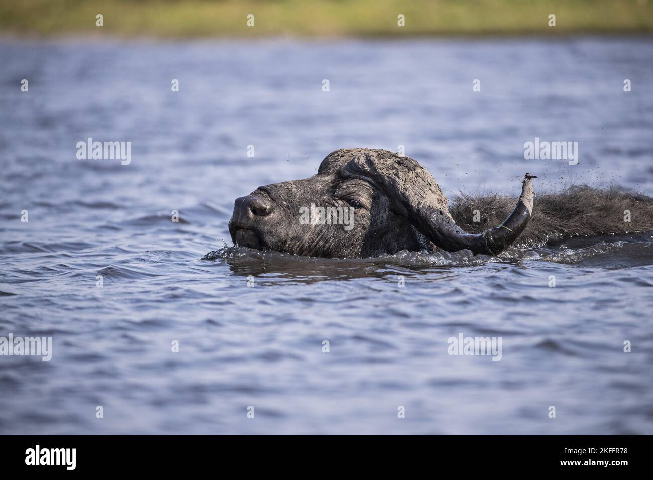 swimming African Buffalo Stock Photo - Alamy