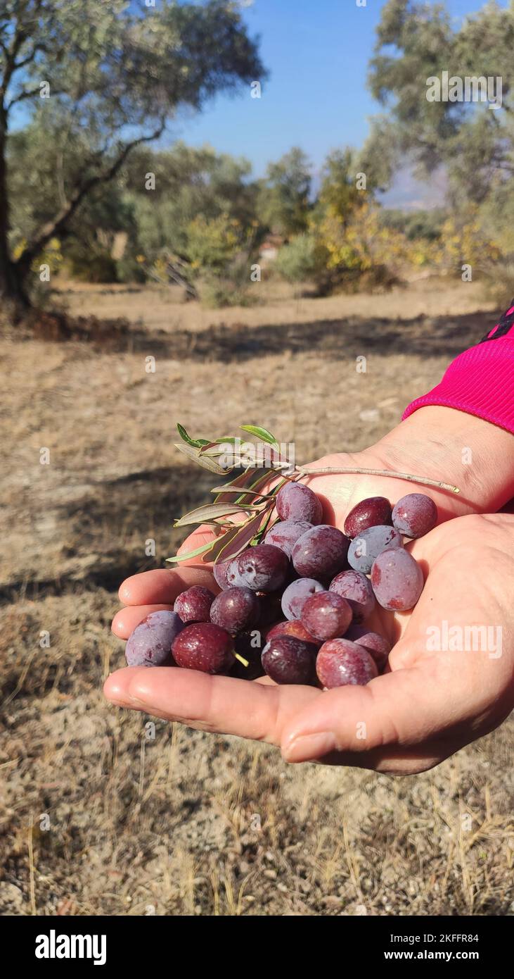 Picking olives with hand hi-res stock photography and images - Alamy