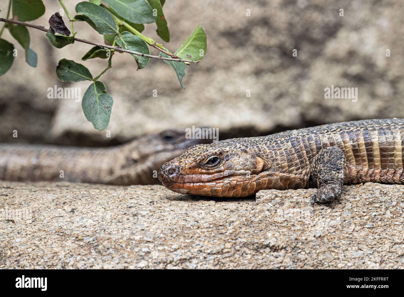 giant plated Lizard Stock Photo - Alamy