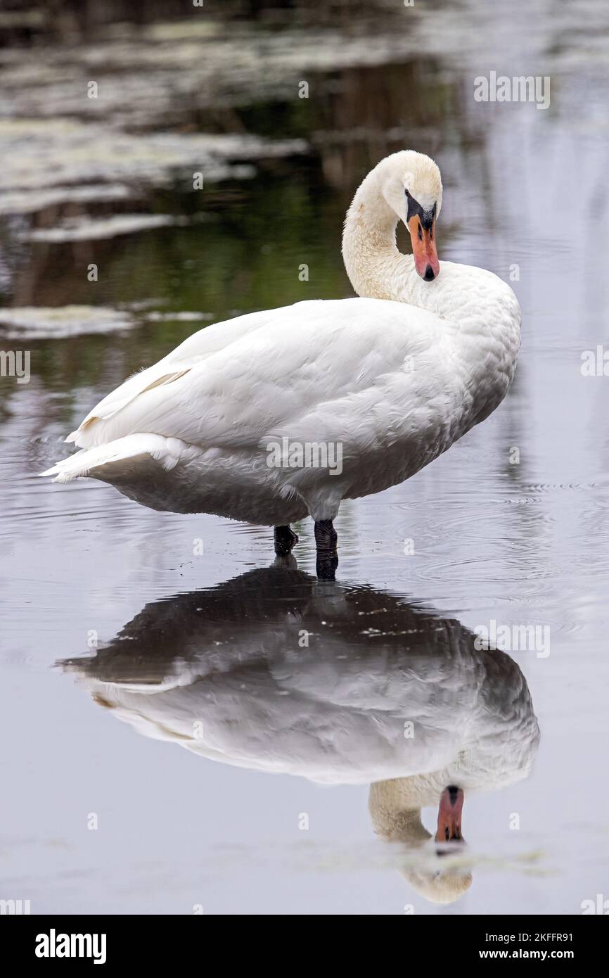 White swan cygnus stands hi-res stock photography and images - Alamy