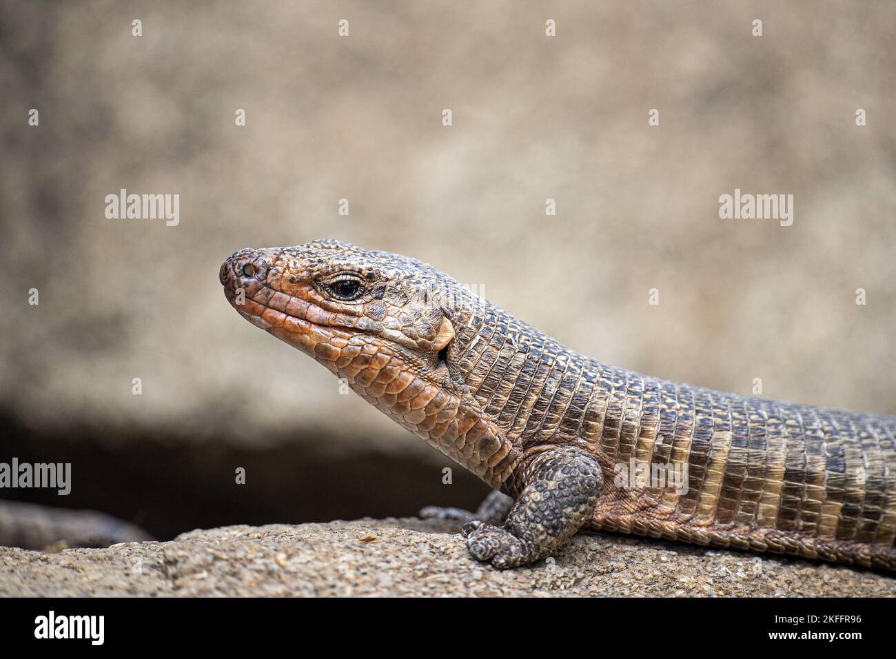 Plated lizards hi-res stock photography and images - Alamy