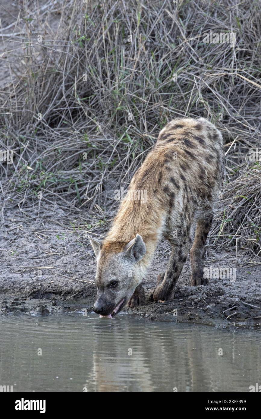 standing Spotted Hyena Stock Photo - Alamy