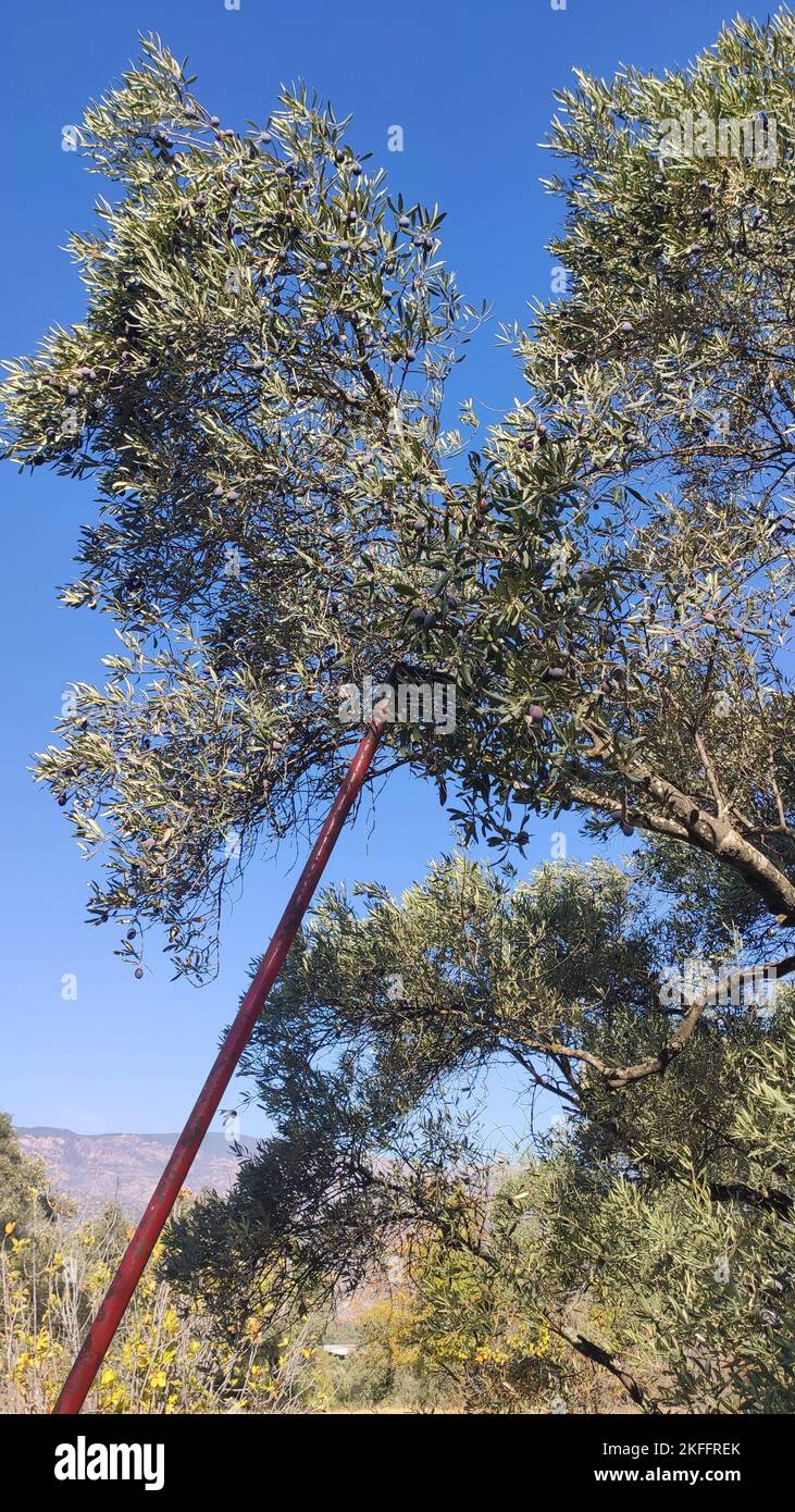 Turkish olive farm hi-res stock photography and images - Alamy