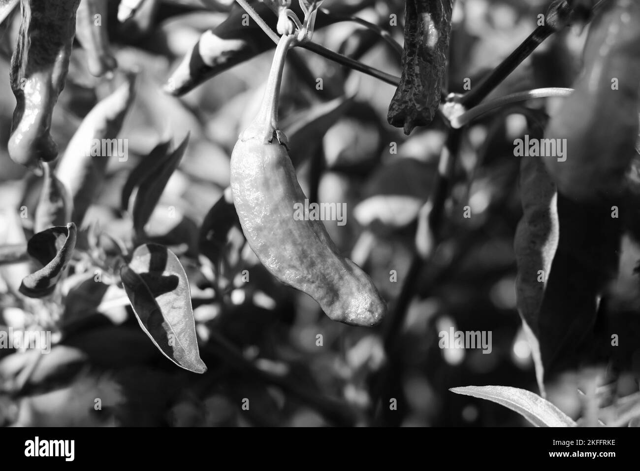 Hot jalapeno peppers hanging on the vine in a black and white ...