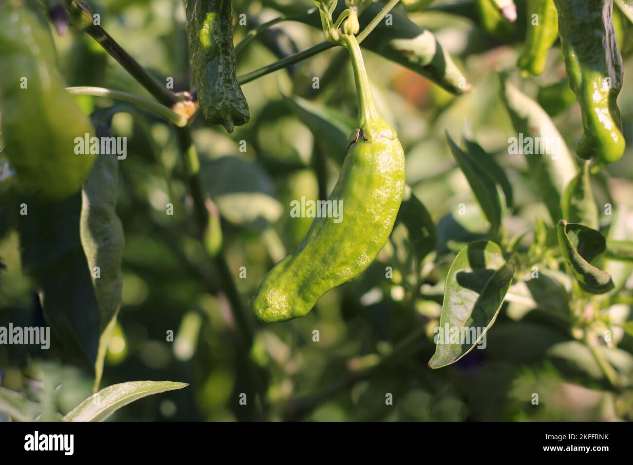 Hot jalapeno peppers hanging on the vine Stock Photo - Alamy