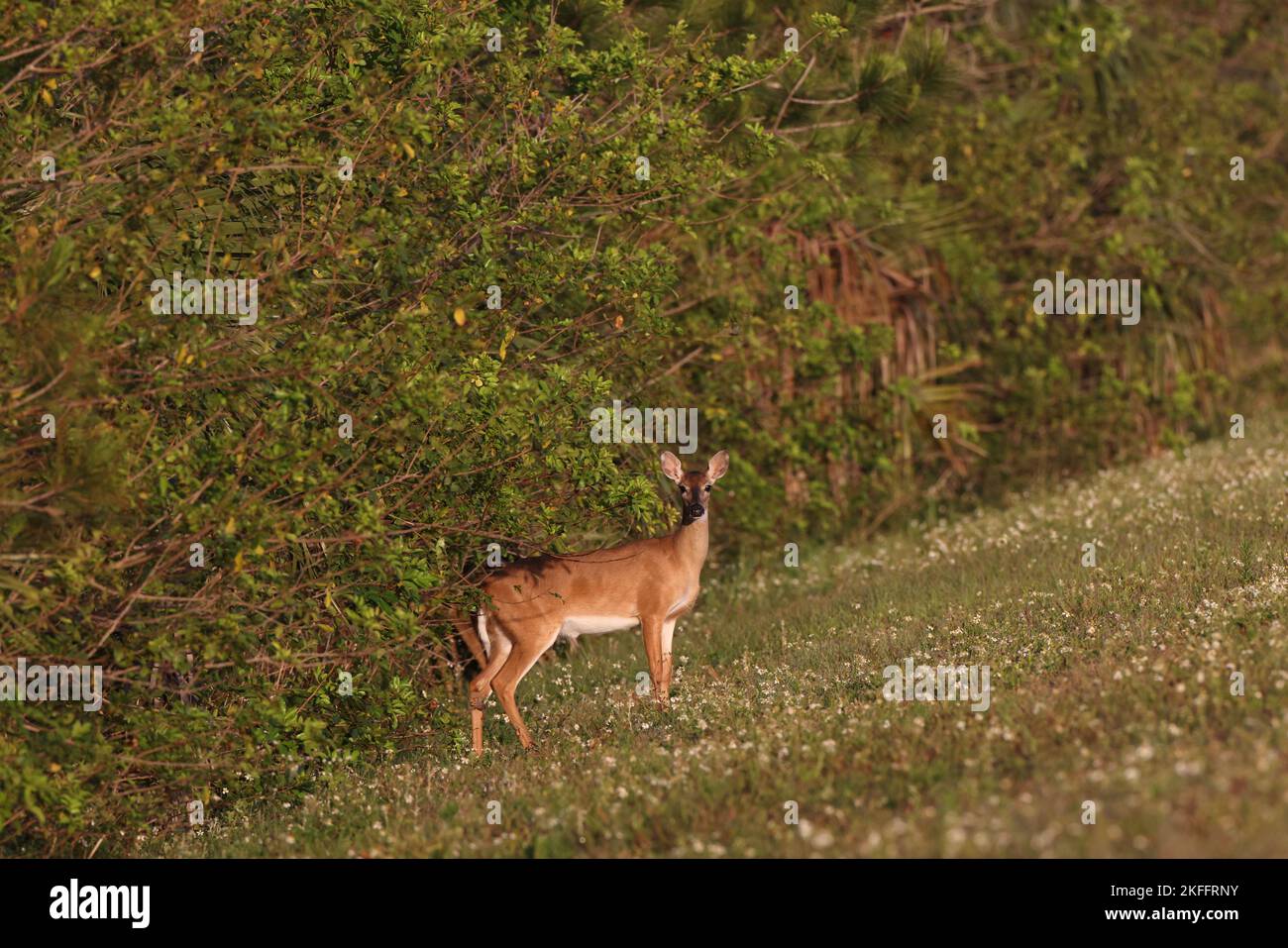 white-tailed deer-Viera Wetlands Florida USA Stock Photo - Alamy