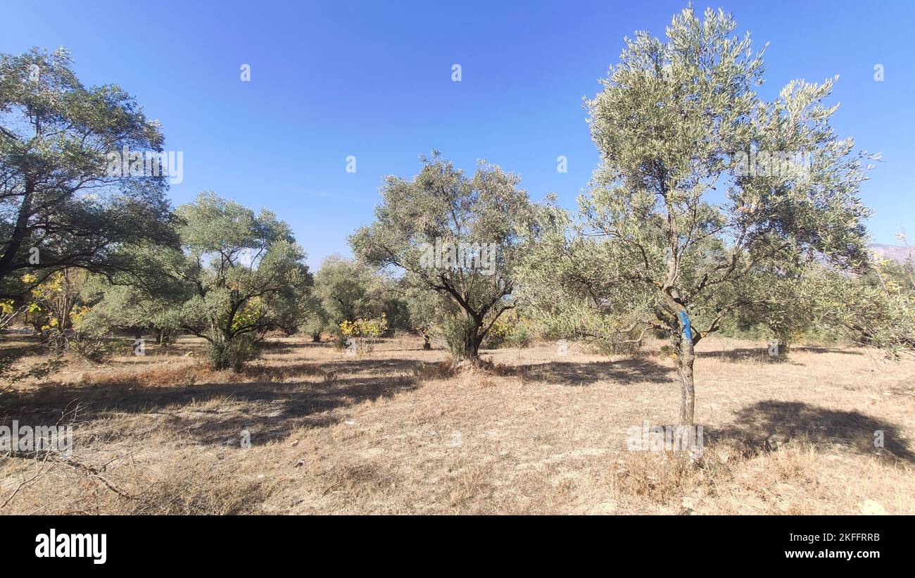 Mugla tree trees hi-res stock photography and images - Alamy