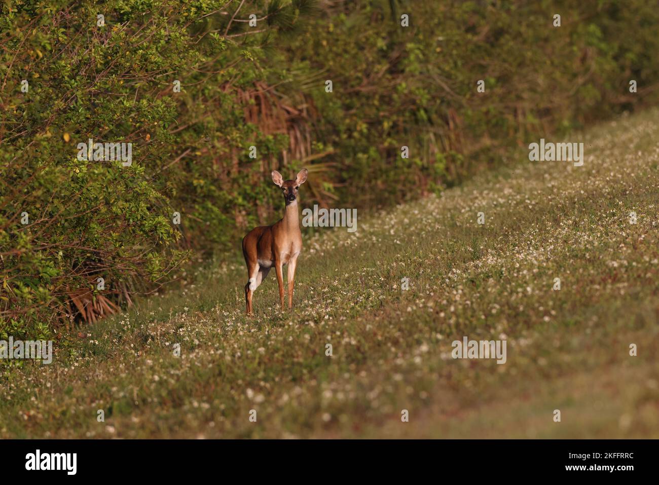 white-tailed deer-Viera Wetlands Florida USA Stock Photo - Alamy