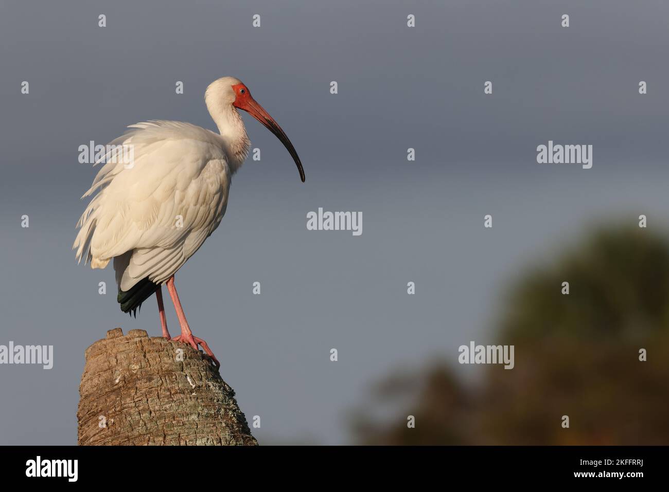 White Ibis -Viera Wetlands Florida USA Stock Photo - Alamy