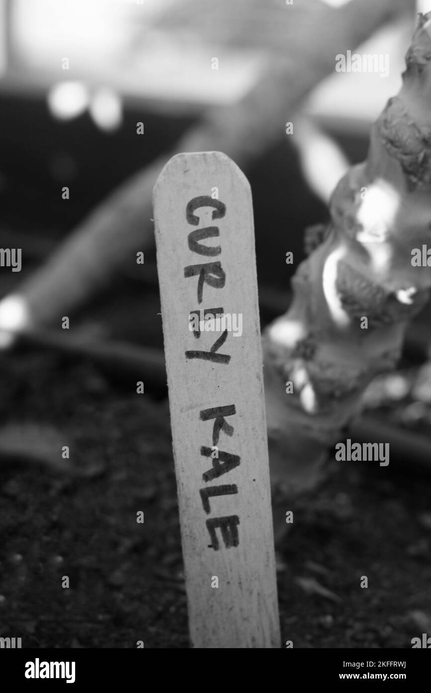 Plastic garden stake with typical handwritten crop designation area in ...