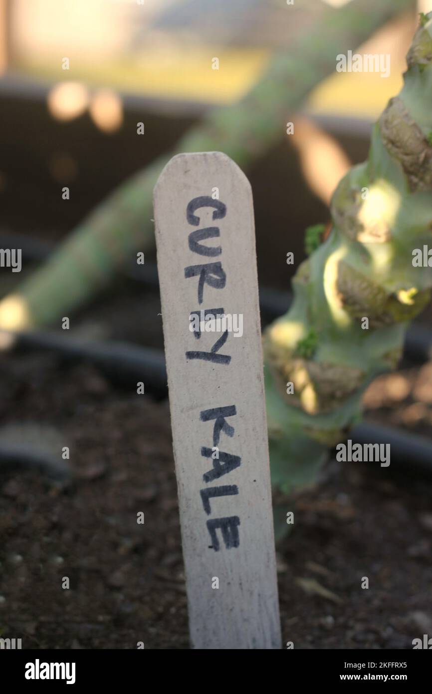Plastic garden stake with typical handwritten crop designation area ...