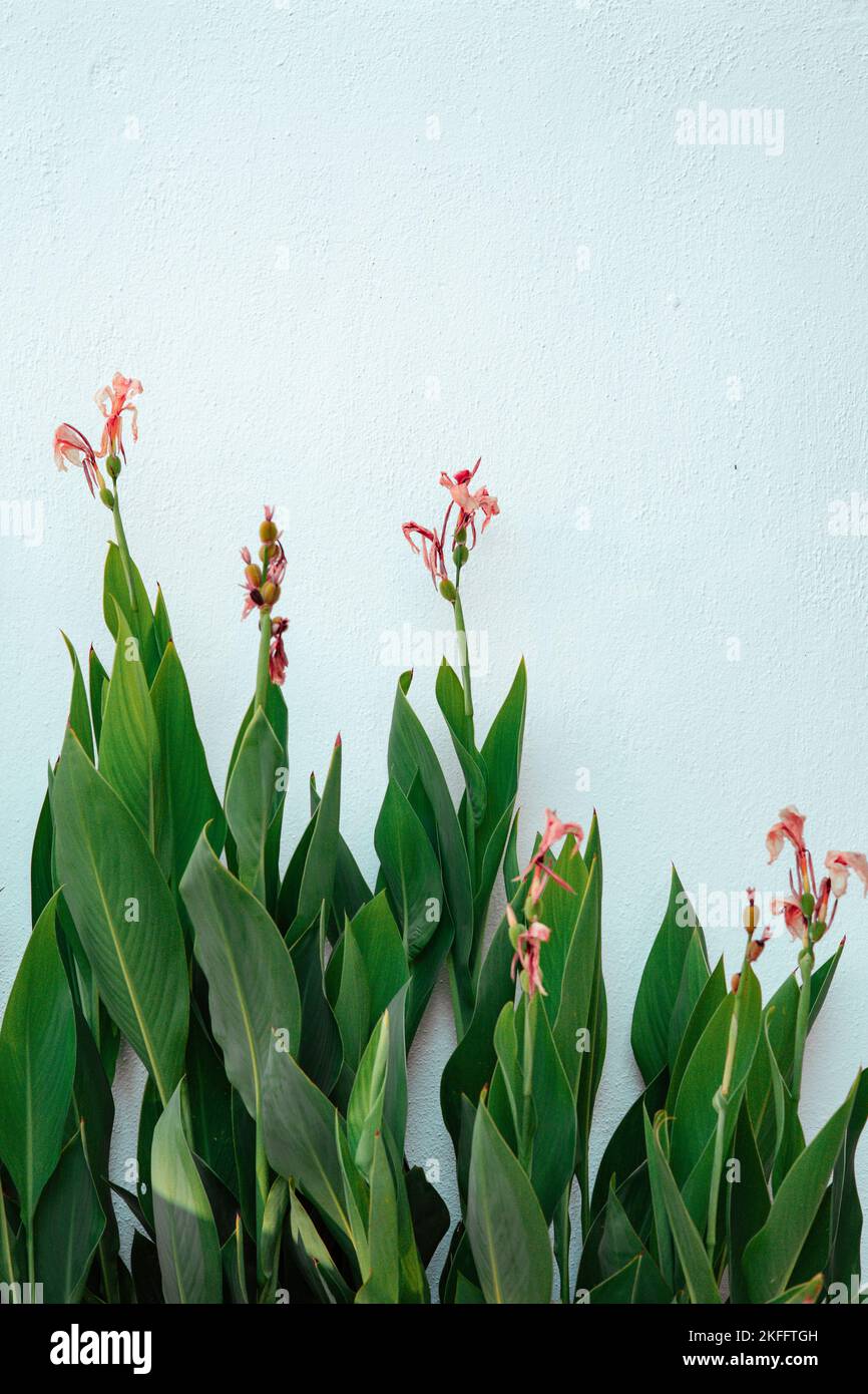 A white concrete wall overgrown with leaves and flowers Stock Photo - Alamy