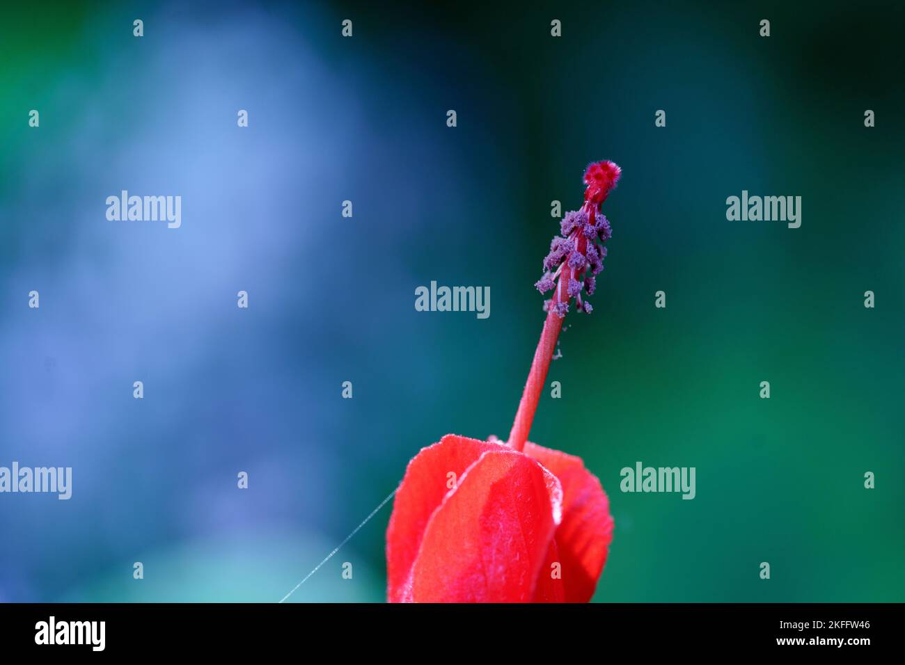 Wax mallow hi-res stock photography and images - Alamy