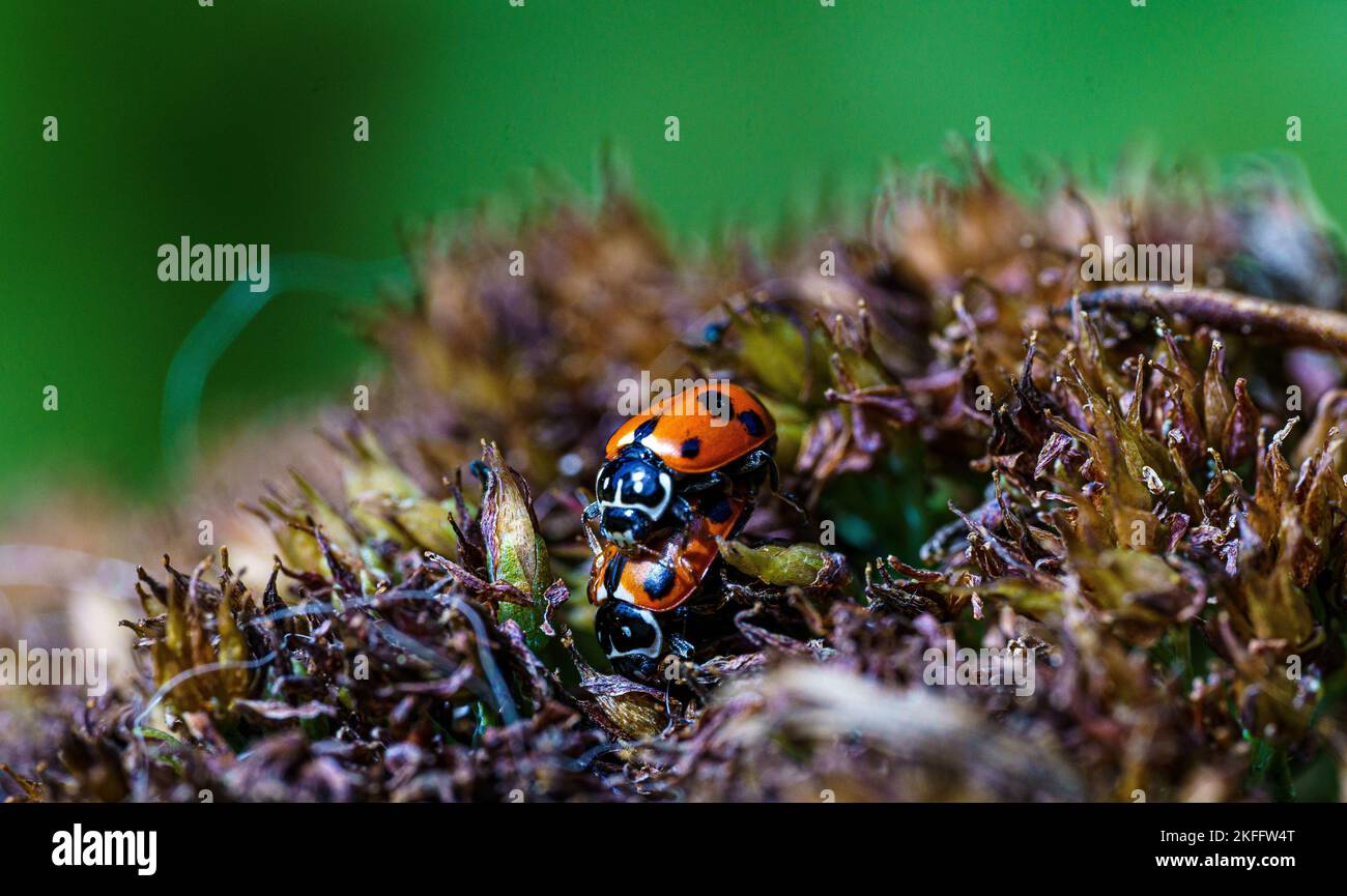 Lady bird insect ladybug hi-res stock photography and images - Alamy