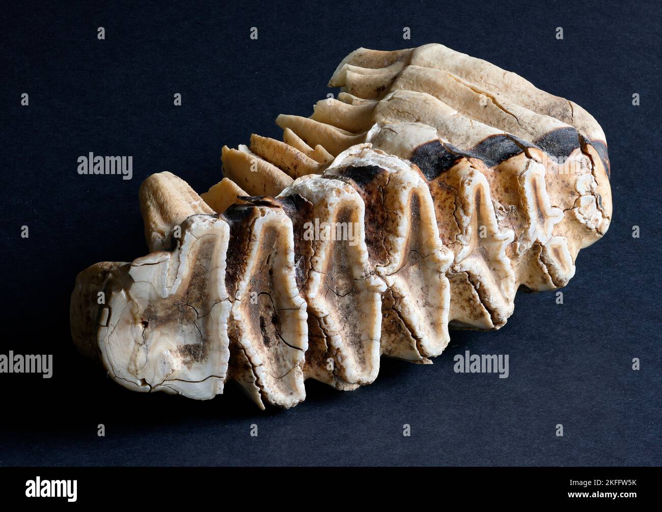 The last molar in an elephant's lifespan is designated M6. This massive ...