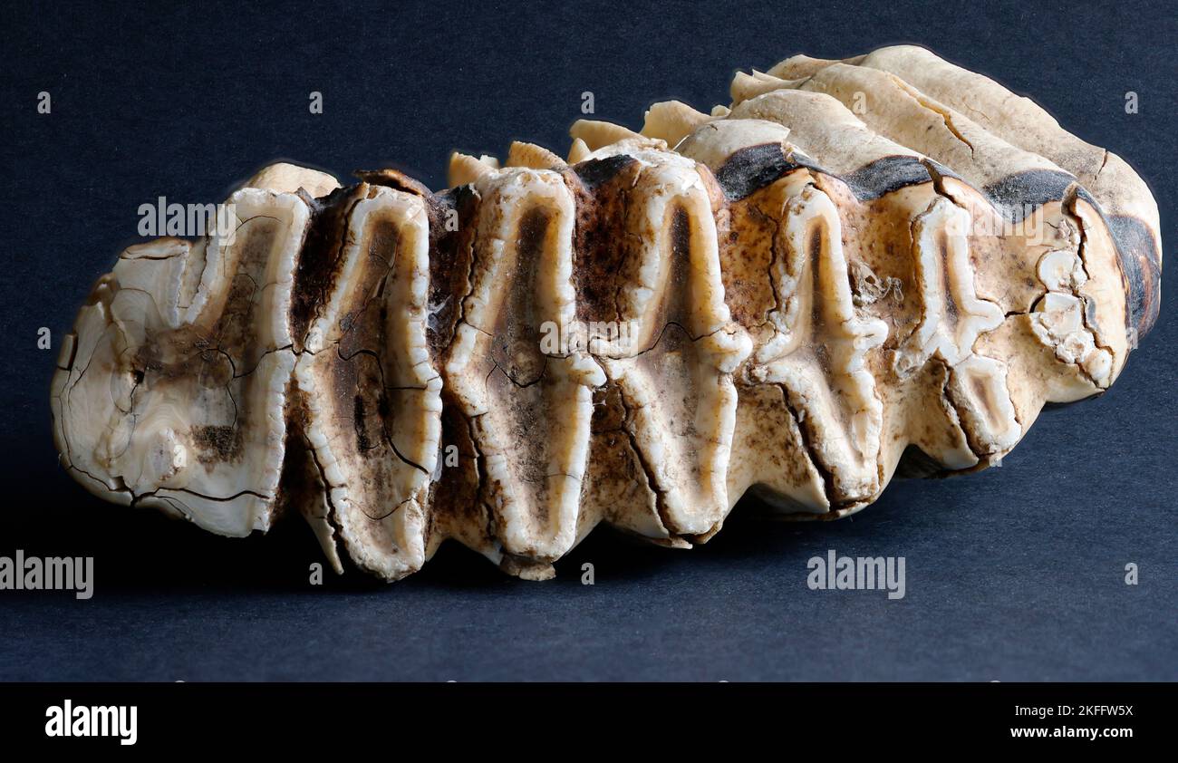 The last molar in an elephant's lifespan is designated M6. This massive ...