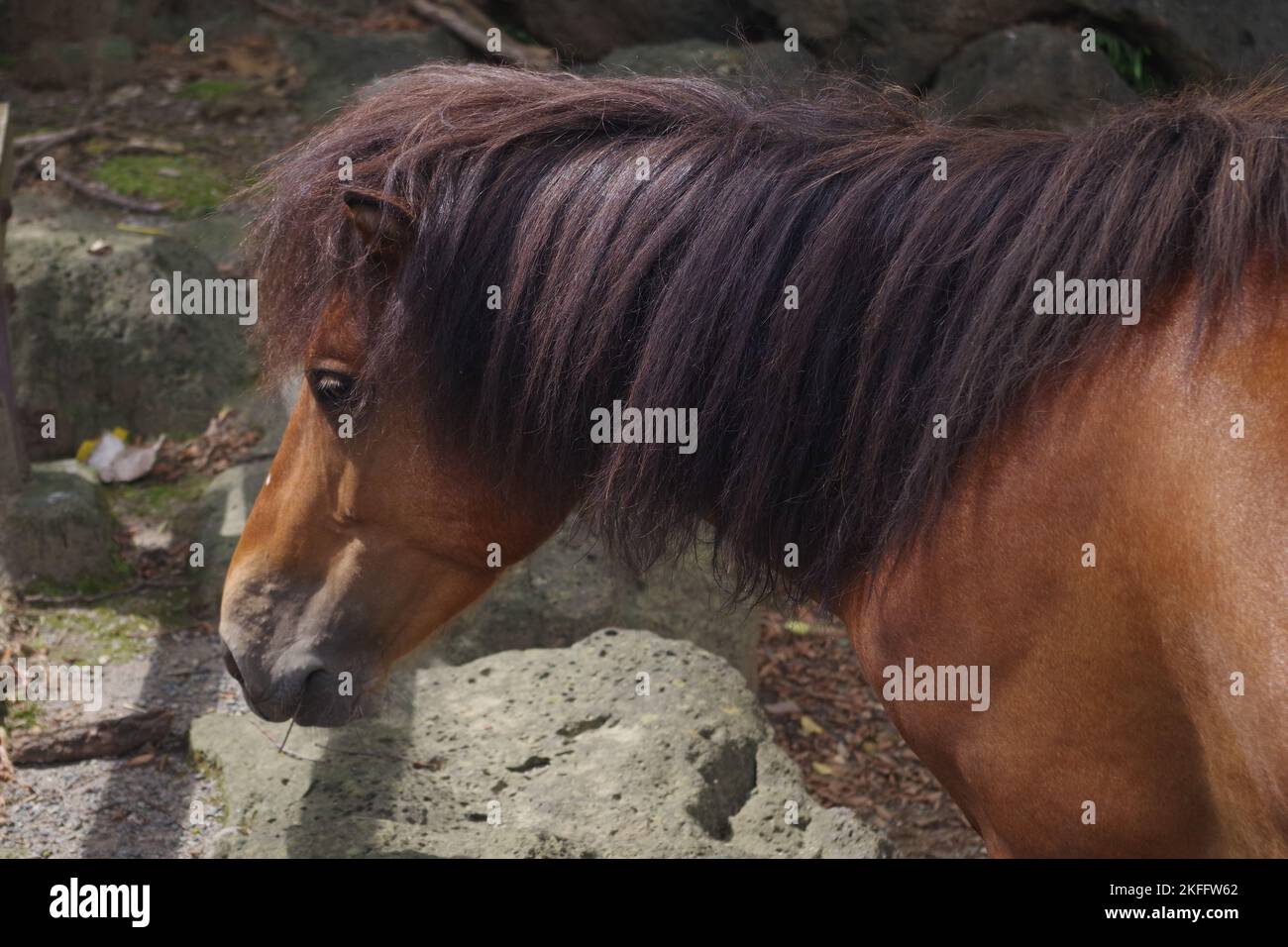 Side view of horse Stock Photo - Alamy
