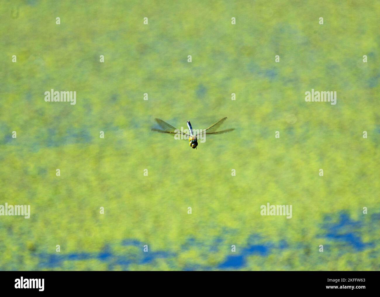 The Emperor Dragonfly is Britain's largest dragonfly. The males seem ...