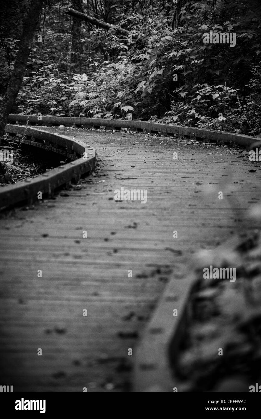 A vertical grayscale shot of a curvy pathway with fallen leaves through ...
