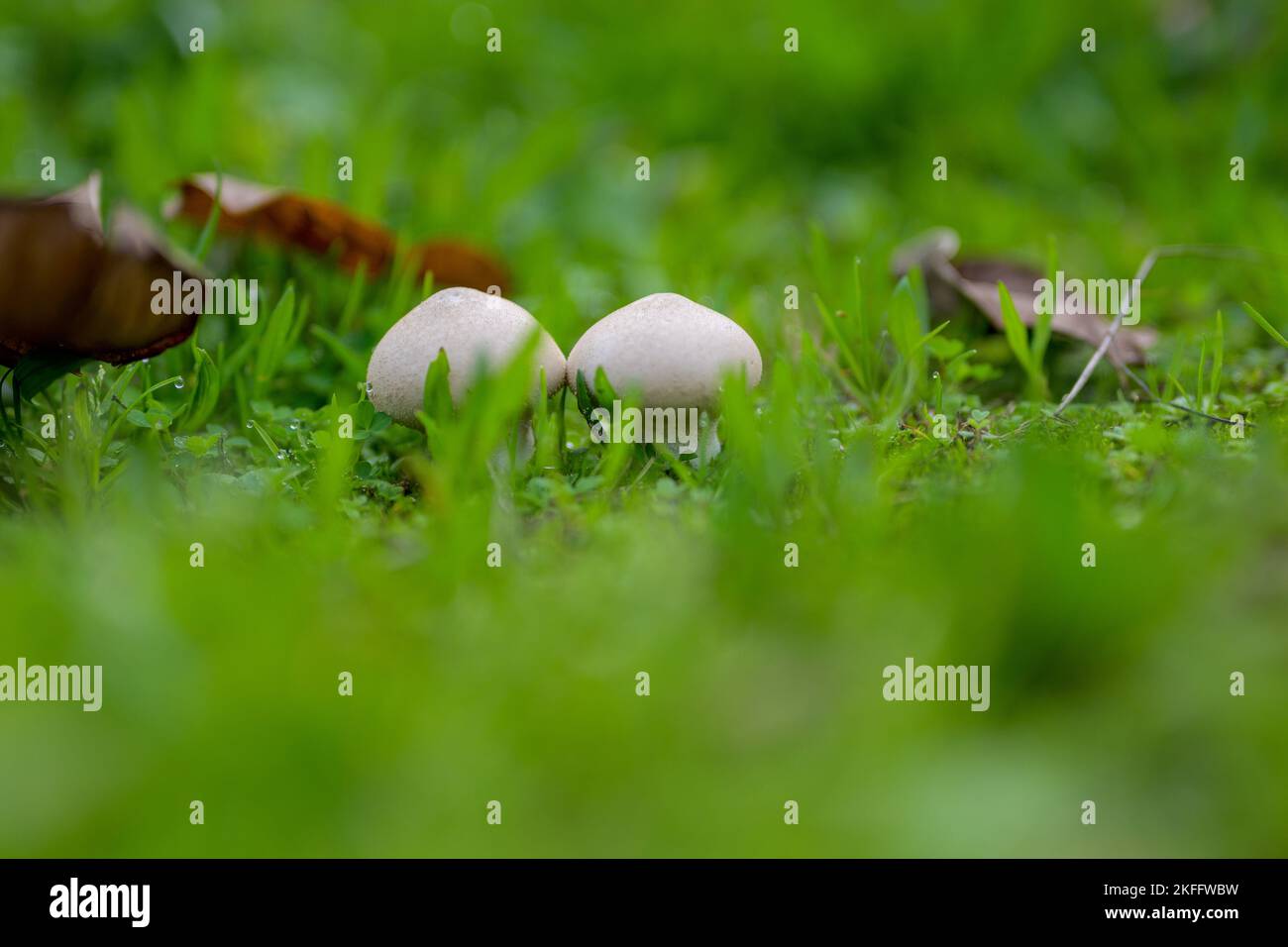Two mushrooms standing alone in the deep grass view from below Stock ...