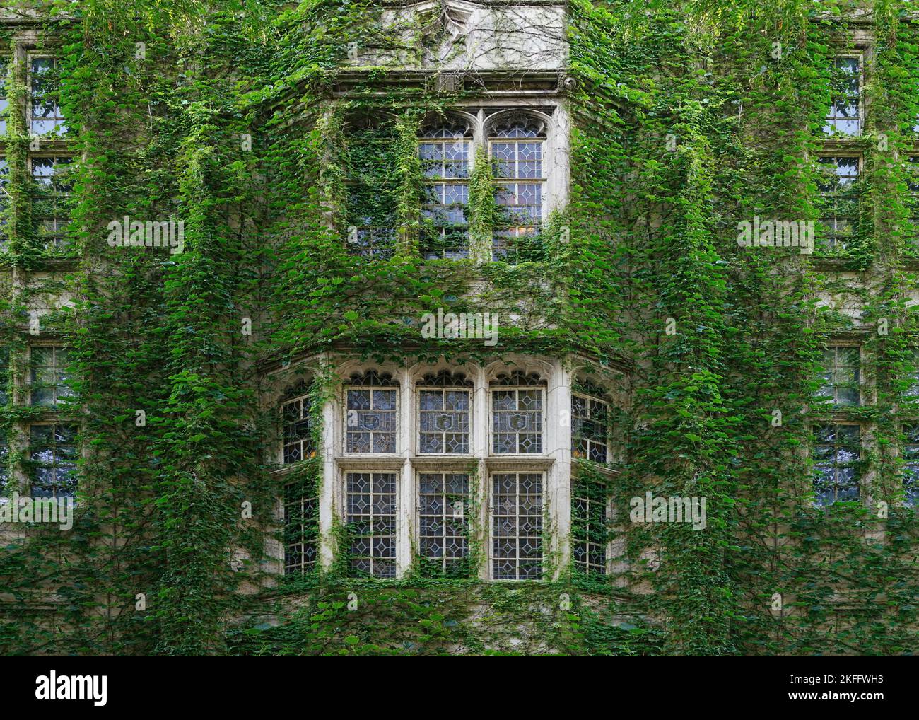 Ivy covered university building with bay windows with leaded glass ...