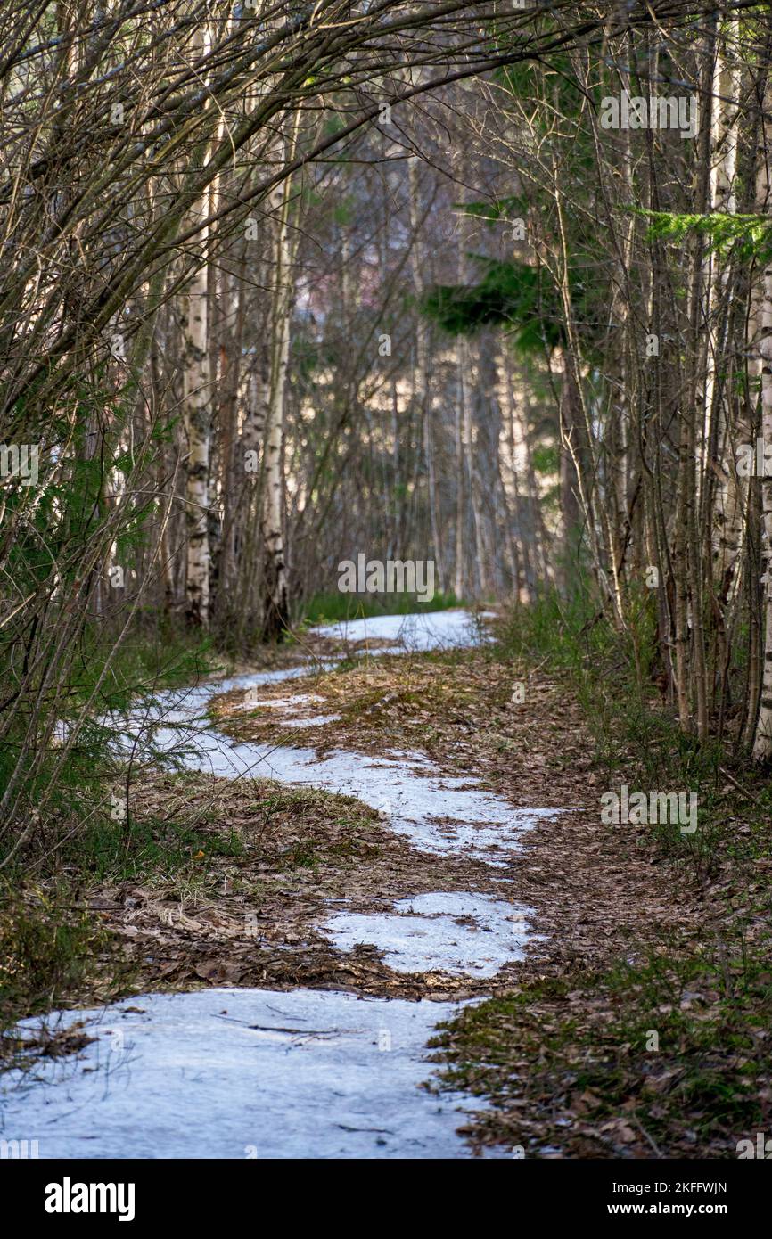 A vertical closeup of a narrow snowy path in the forest with deciduous ...