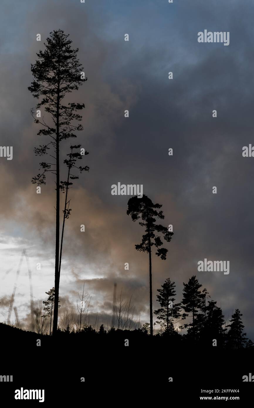 Branchy trees hi-res stock photography and images - Alamy