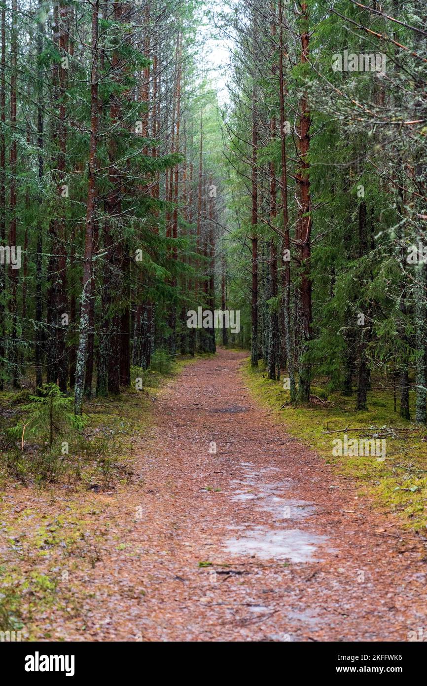 A low-angle of a muddy path in the forest with high trees around and ...