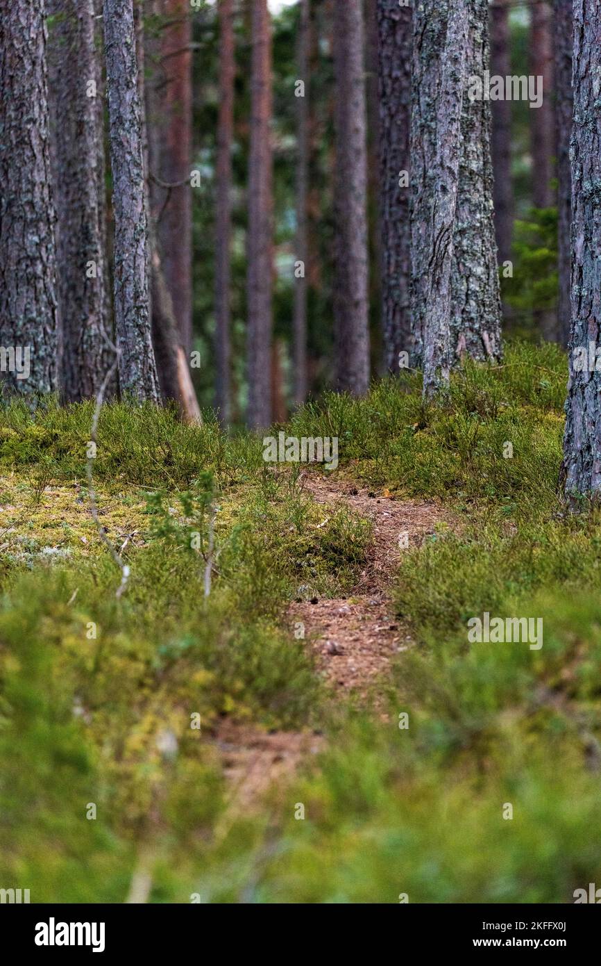 A vertical low-angle of a path in the forest covered with grass trees ...