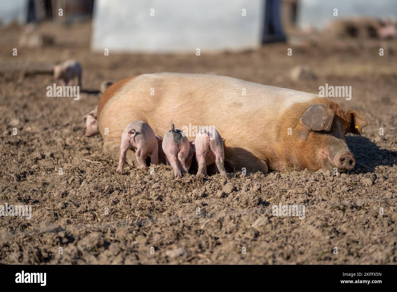 Yorkshire Pigs Pigs And Yucatan