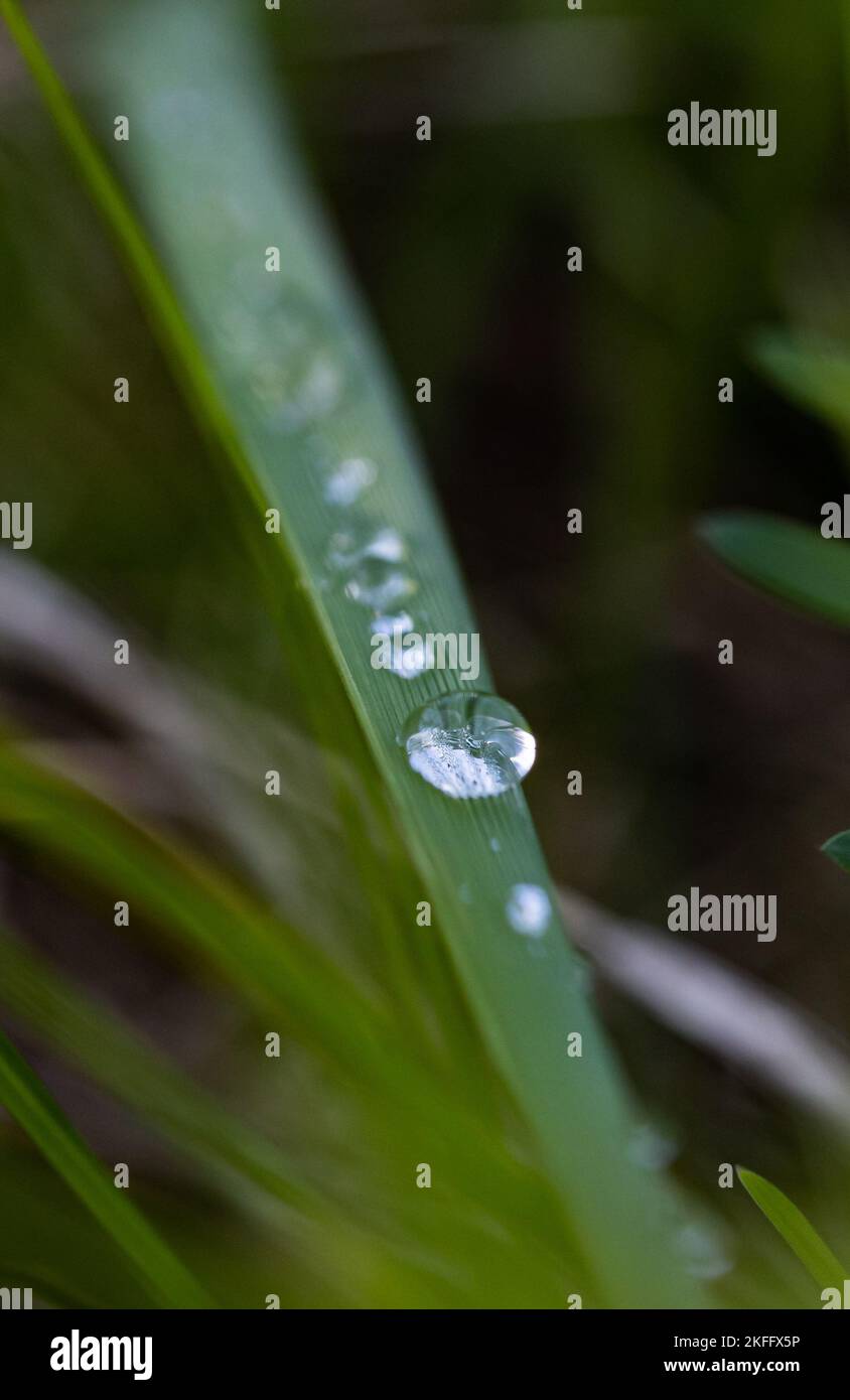 A macro of a dew drop on a green plant Stock Photo - Alamy