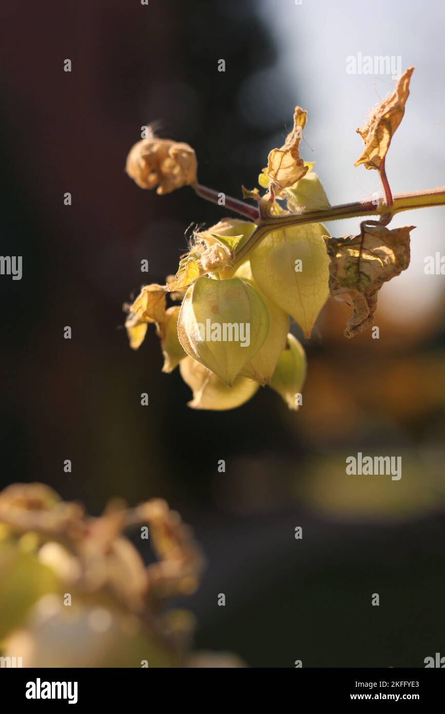 Fresh tomatillos growing in the sunny vegetable garden Stock Photo - Alamy