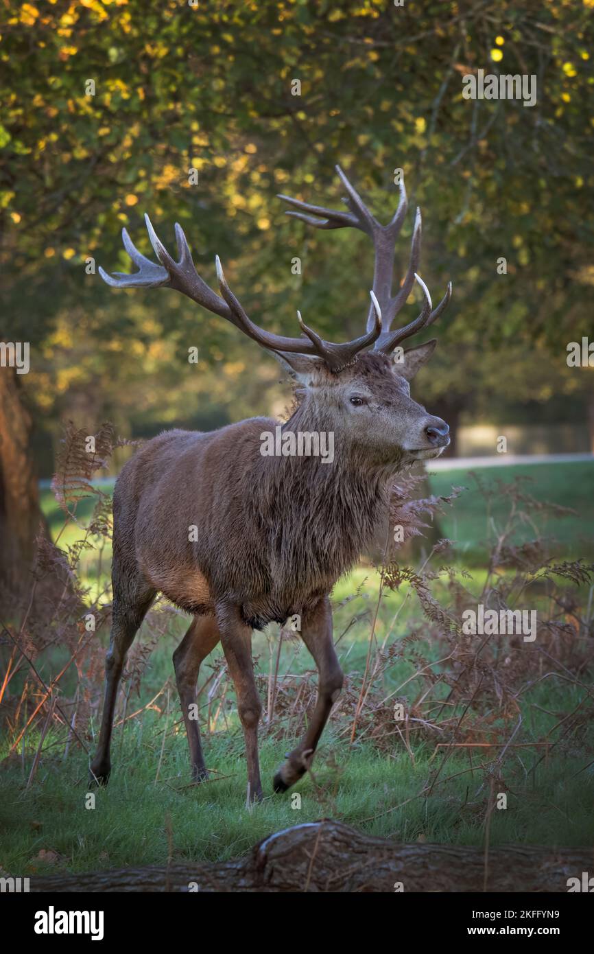 Large red deer stag on the hunt for a mate Stock Photo - Alamy