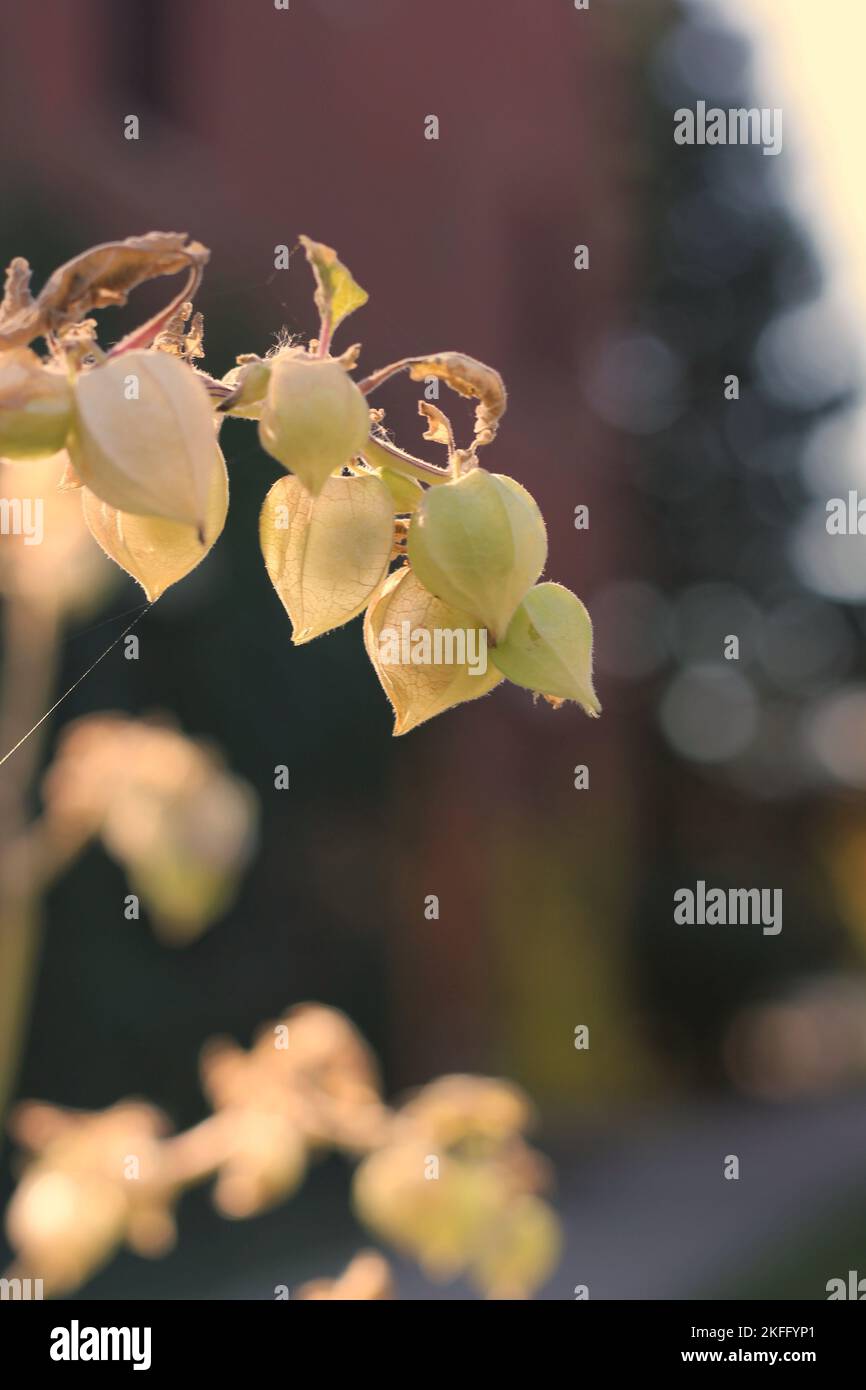 Fresh tomatillos growing in the sunny vegetable garden Stock Photo - Alamy