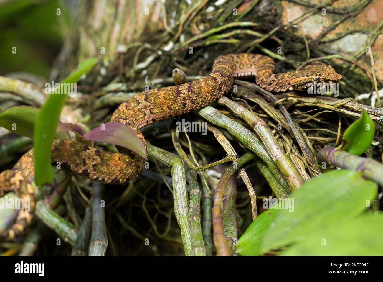 Flat-nosed pitviper snake Trimeresurus puniceus on tree branch Stock ...