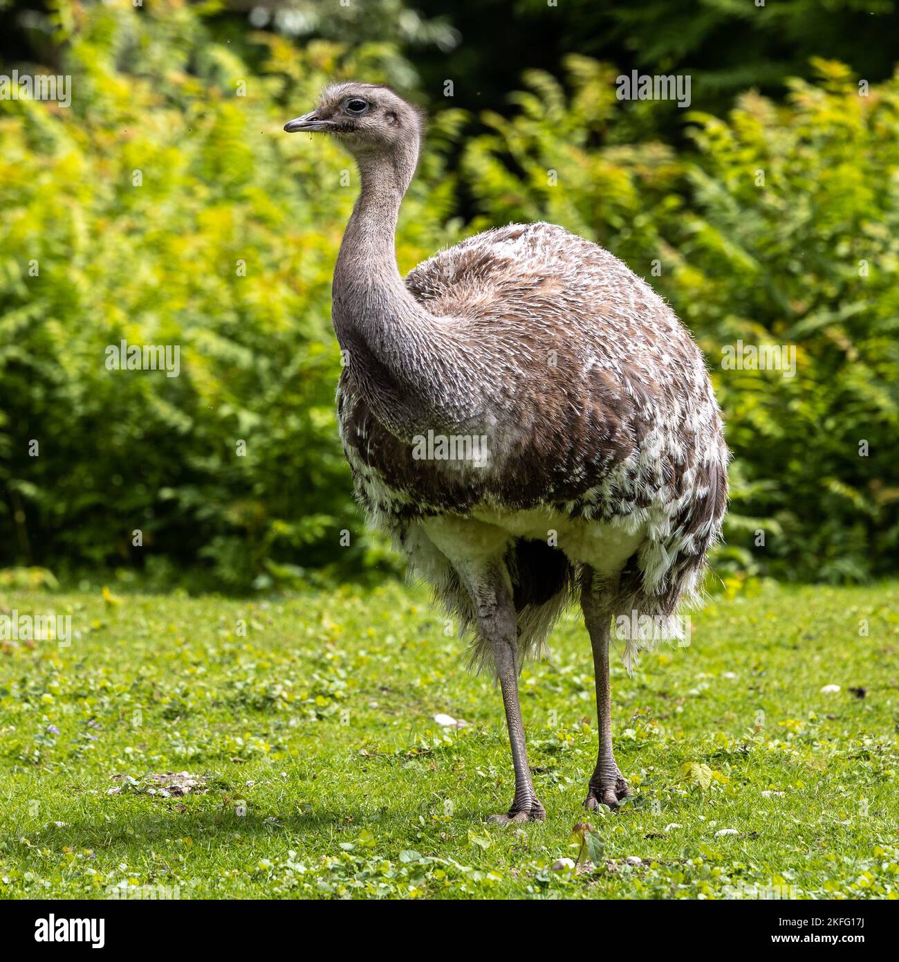 Darwin's rhea, Rhea pennata also known as the lesser rhea. It is a ...