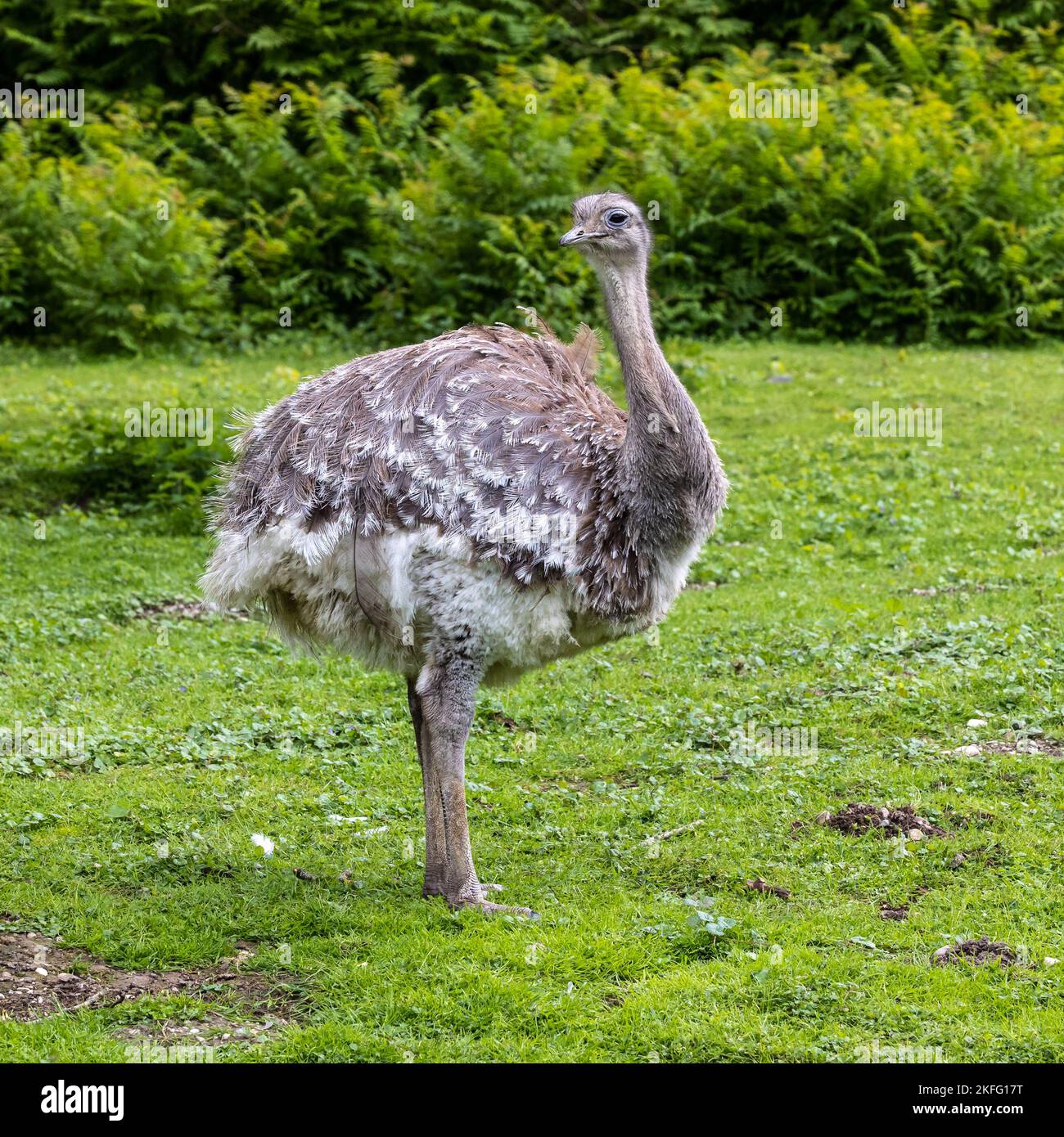 Darwin's rhea, Rhea pennata also known as the lesser rhea. It is a ...