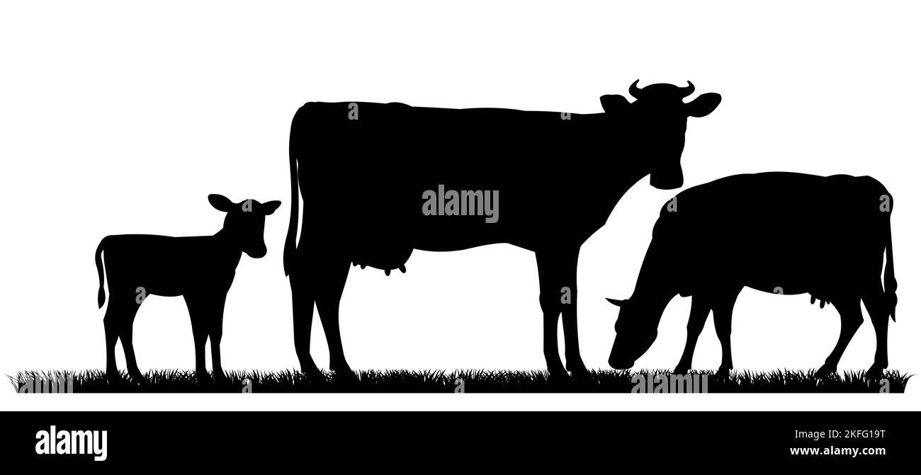 Cow grazing on grass. Picture black silhouette. Farm pets. Animals for ...
