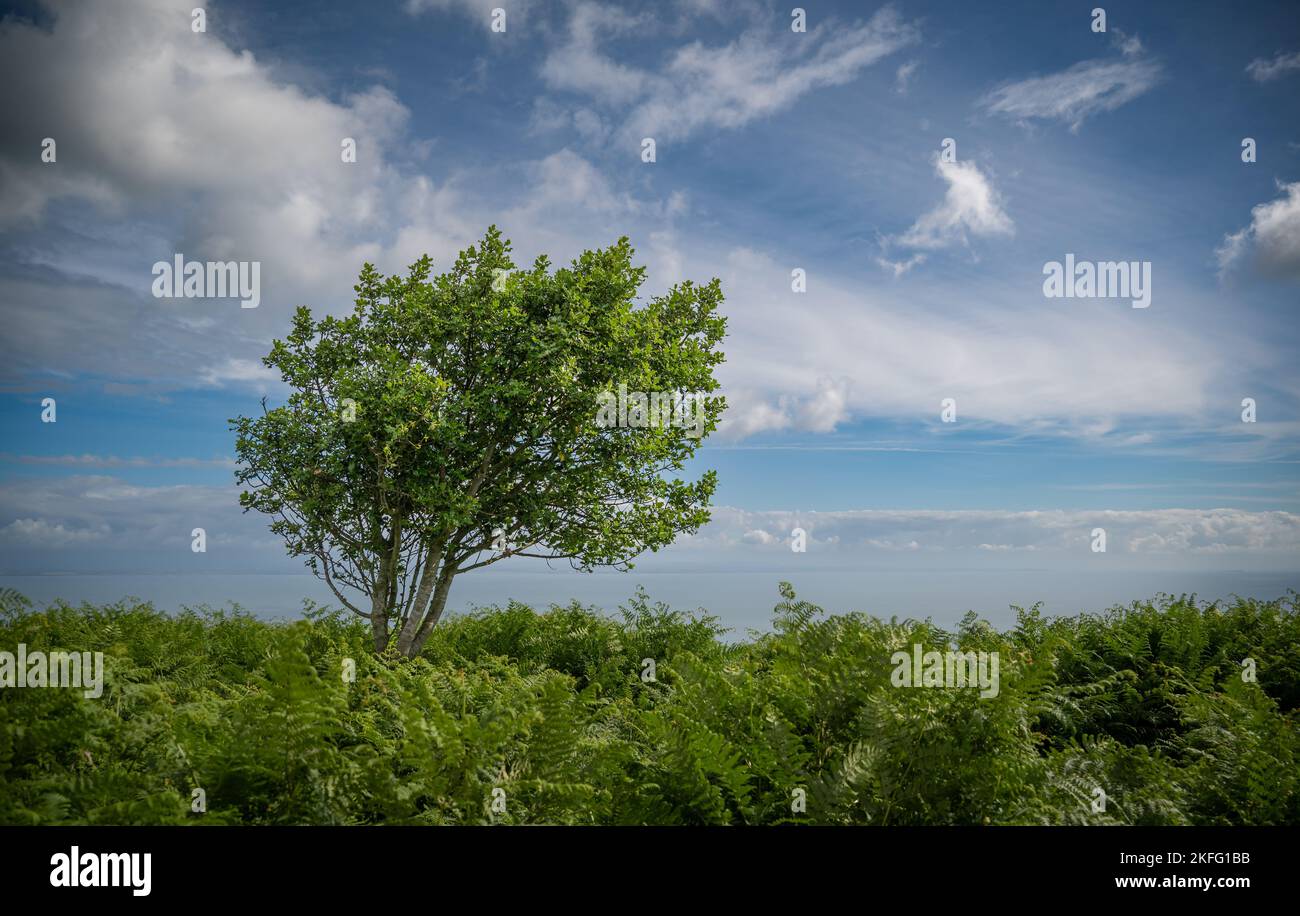 A single holly tree amongst the ferns on North Hill, Exmoor with the ...
