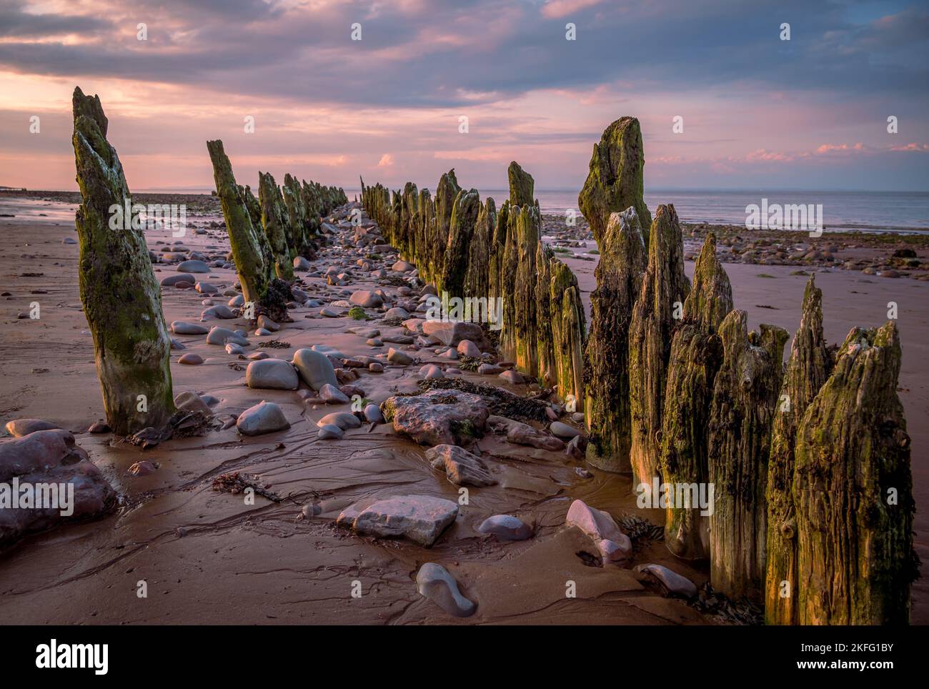 A line of wooden groins at sunset Dunster Beach, Bristol Channel Stock ...