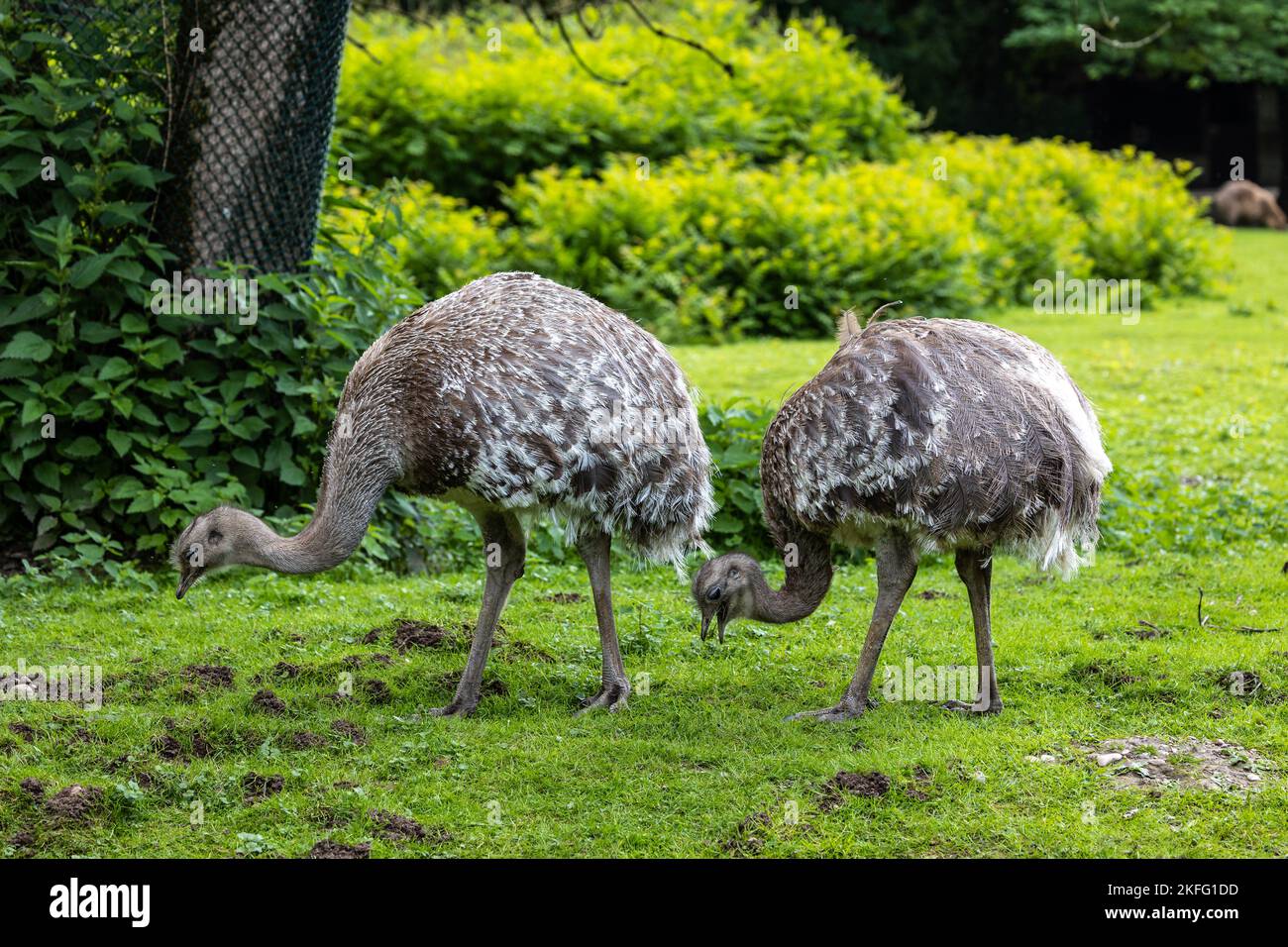 Darwin's rhea, Rhea pennata also known as the lesser rhea. It is a ...