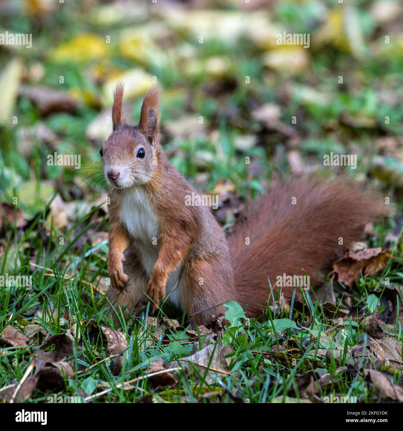 Eurasian red squirrel, Sciurus vulgaris at Old North Cemetery of Munich ...