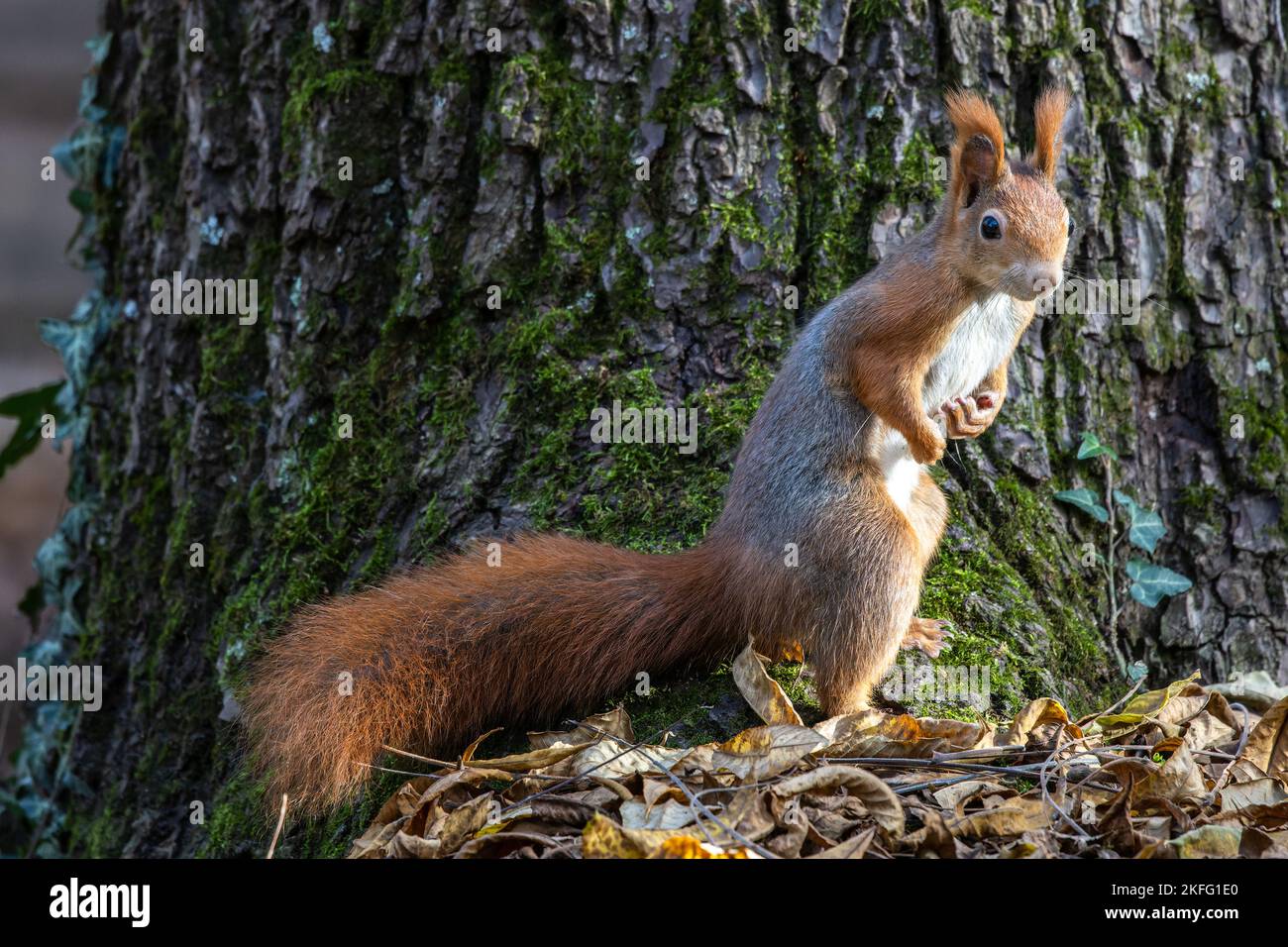 Eurasian red squirrel, Sciurus vulgaris at Old North Cemetery of Munich ...