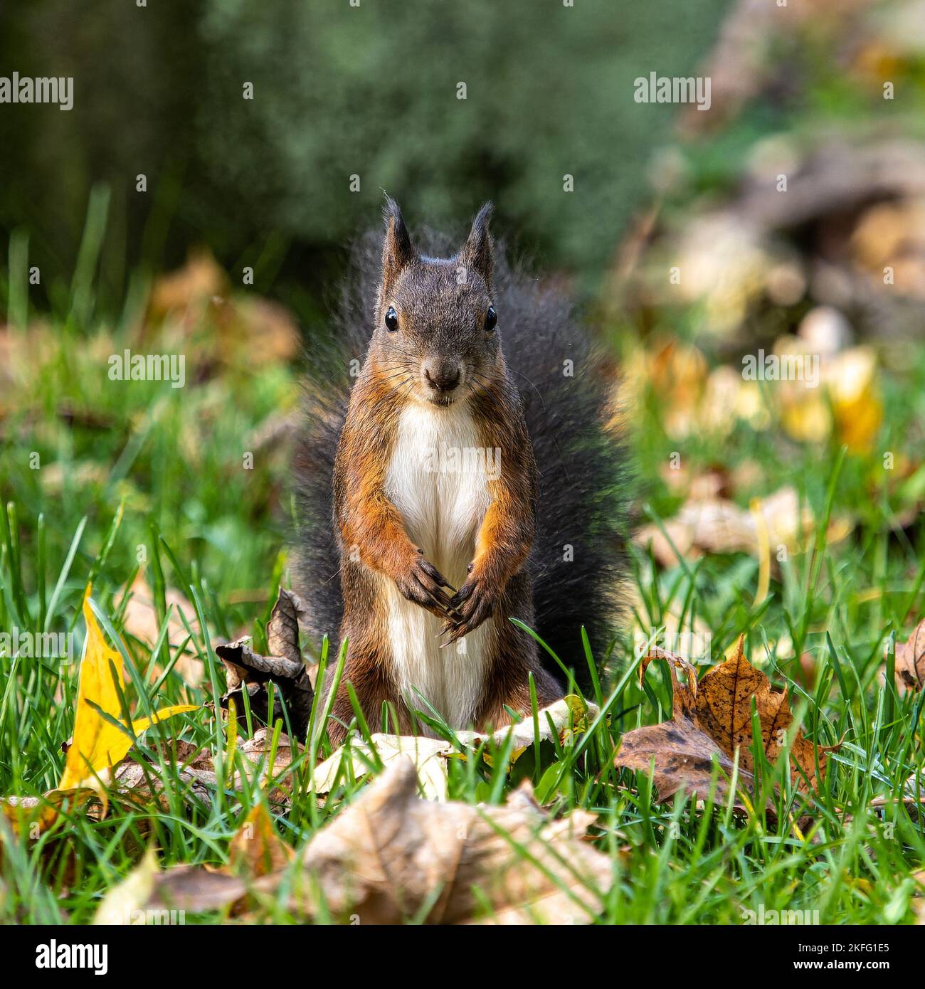 Eurasian red squirrel, Sciurus vulgaris at Old North Cemetery of Munich ...