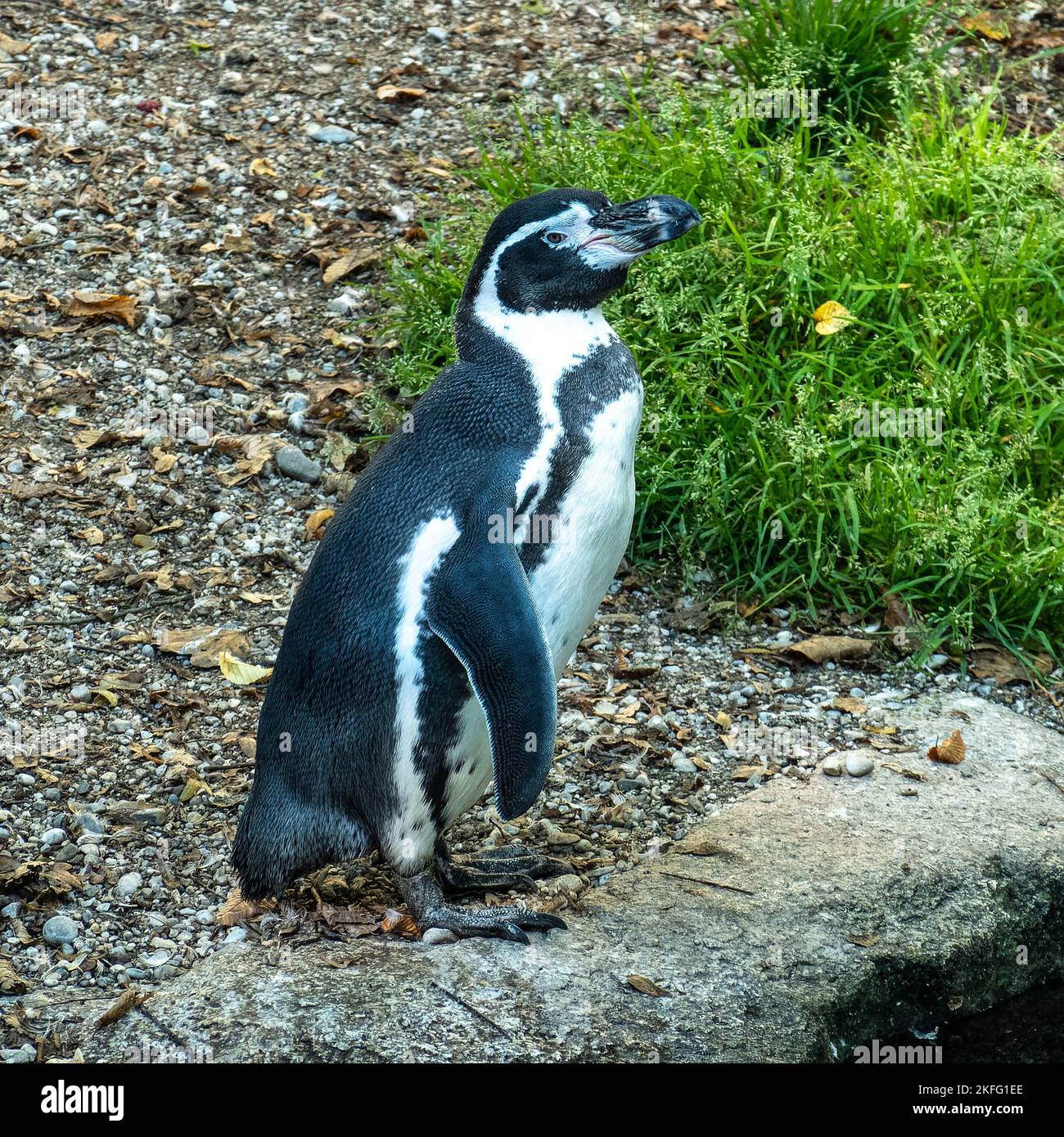 The Humboldt Penguin, Spheniscus humboldti also termed Peruvian penguin ...