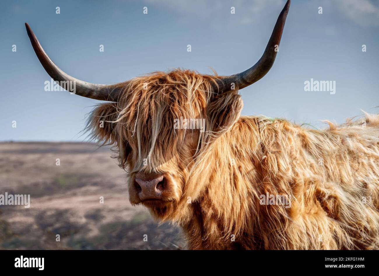 Exmoor highland cattle hi-res stock photography and images - Alamy