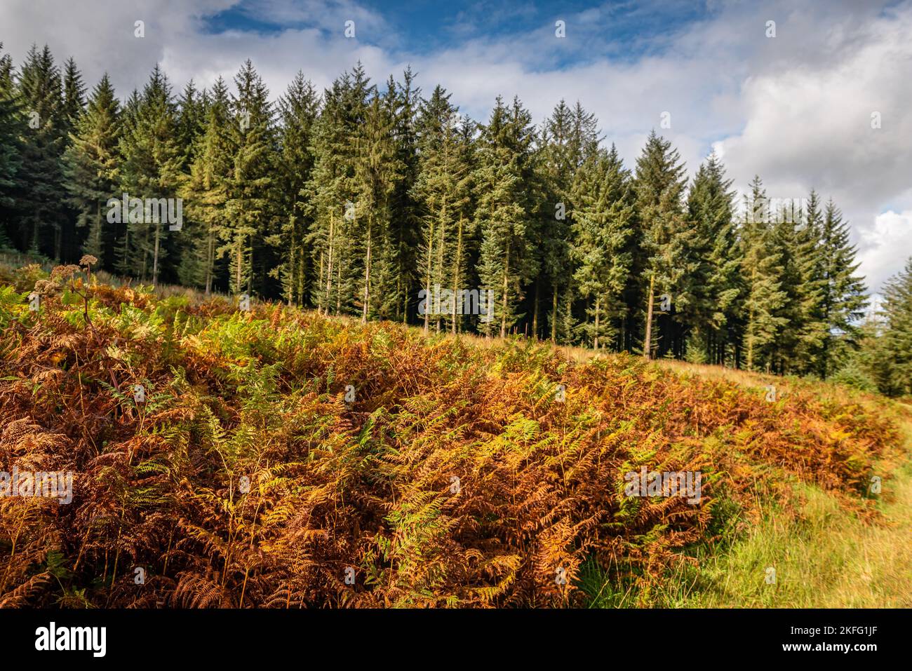 A beautiful landscape of autumn-colored bracken and fir trees in Exmoor ...