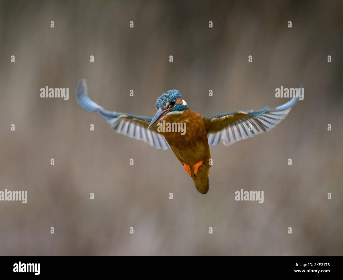 Female kingfisher spreads its wings wide. Lincolnshire, UK: THESE ...