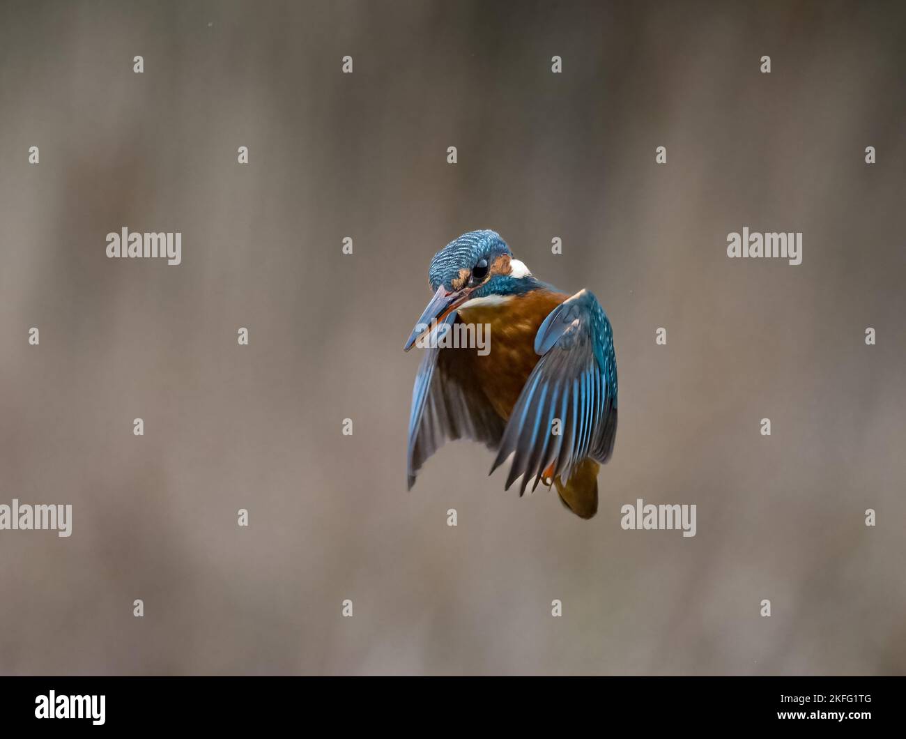 Female kingfisher tucks its wings in close. Lincolnshire, UK: THESE ...